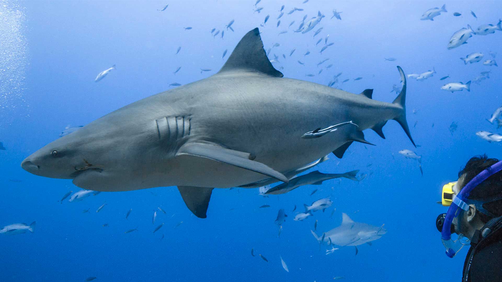 Blog - Divers for Sharks