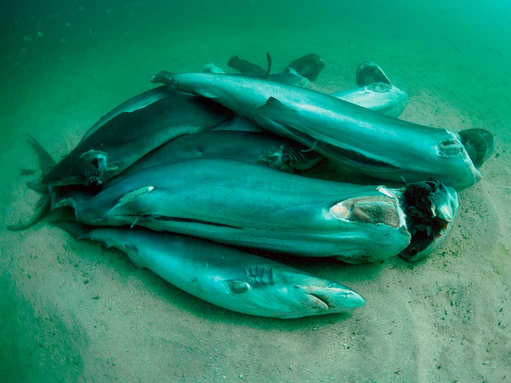 Investigación halla que los tiburones están "funcionalmente extintos ...