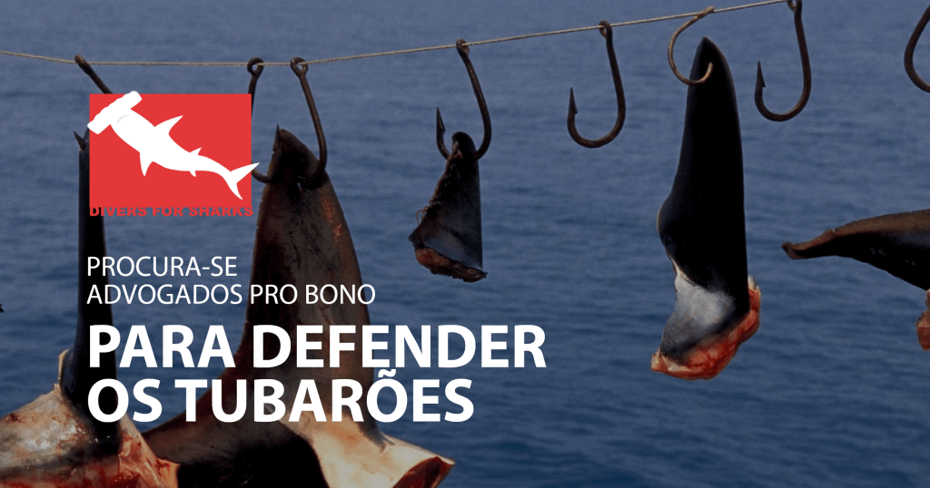 Procura-se advogados pro bono para defender os tubarões - Divers for Sharks